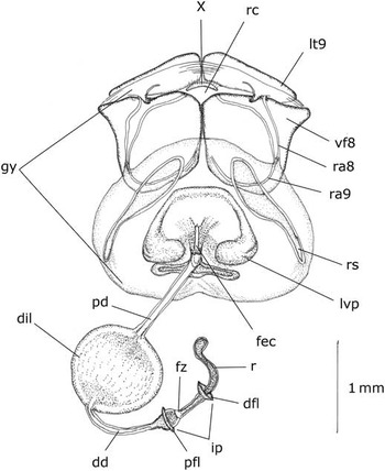 Morphology of spermatheca in Scutelleridae (Hemiptera: Pentatomoidea ...