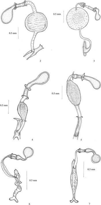 Morphology of spermatheca in Scutelleridae (Hemiptera: Pentatomoidea ...