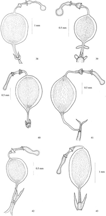 Morphology of spermatheca in Scutelleridae (Hemiptera: Pentatomoidea ...