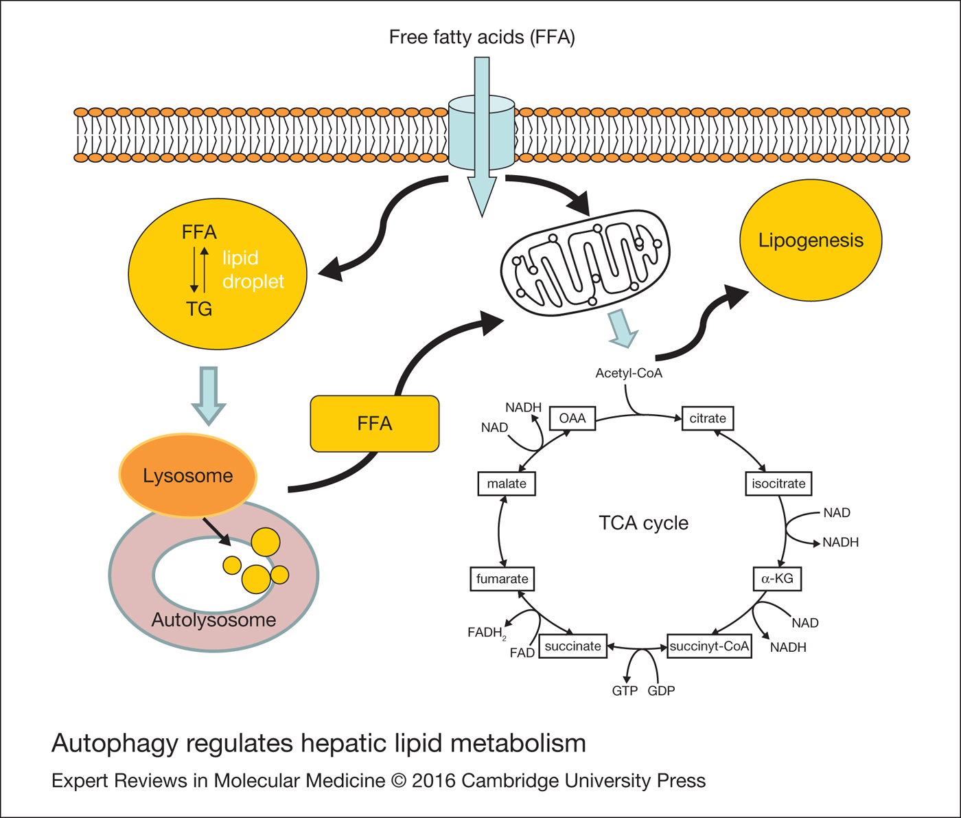 Molecular mechanism of hepatic steatosis: pathophysiological role of ...