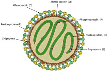 Avian metapneumovirus infection in poultry | World's Poultry Science ...