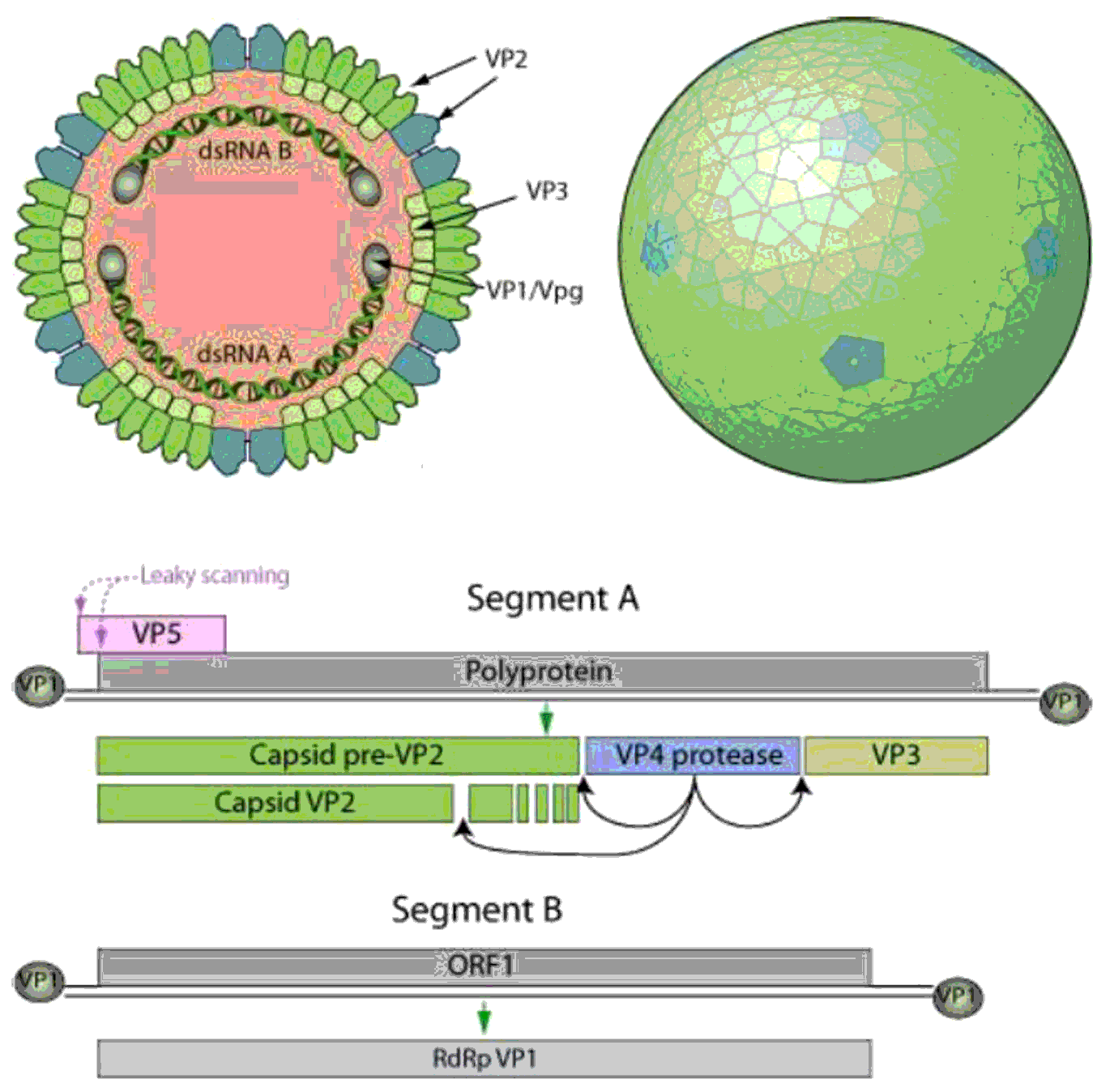 Interaction of infectious bursal disease virus with the immune system ...
