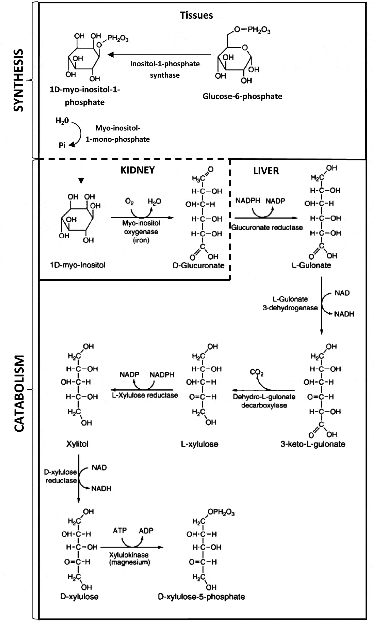 Inositol - An effective growth promotor? | World's Poultry Science ...