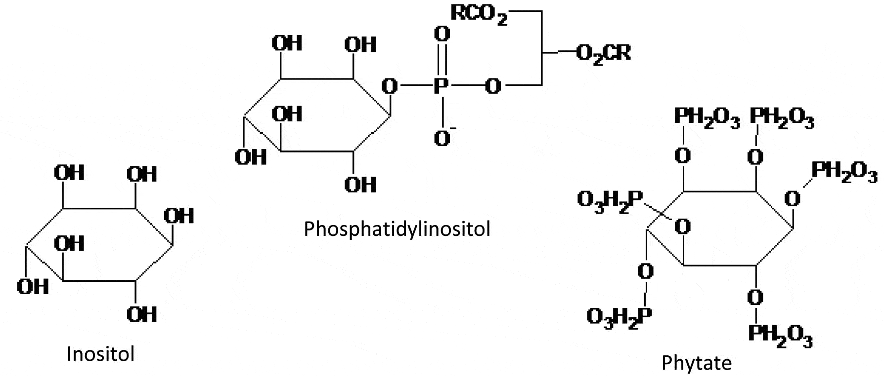 Inositol - An effective growth promotor? | World's Poultry Science ...