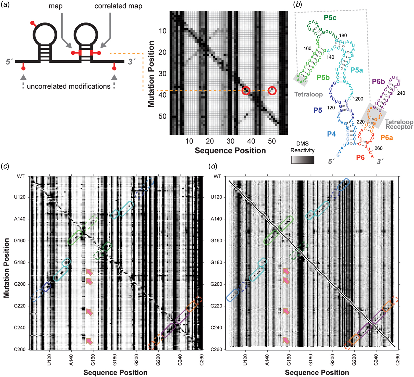 RNA structure through multidimensional chemical mapping | Quarterly ...