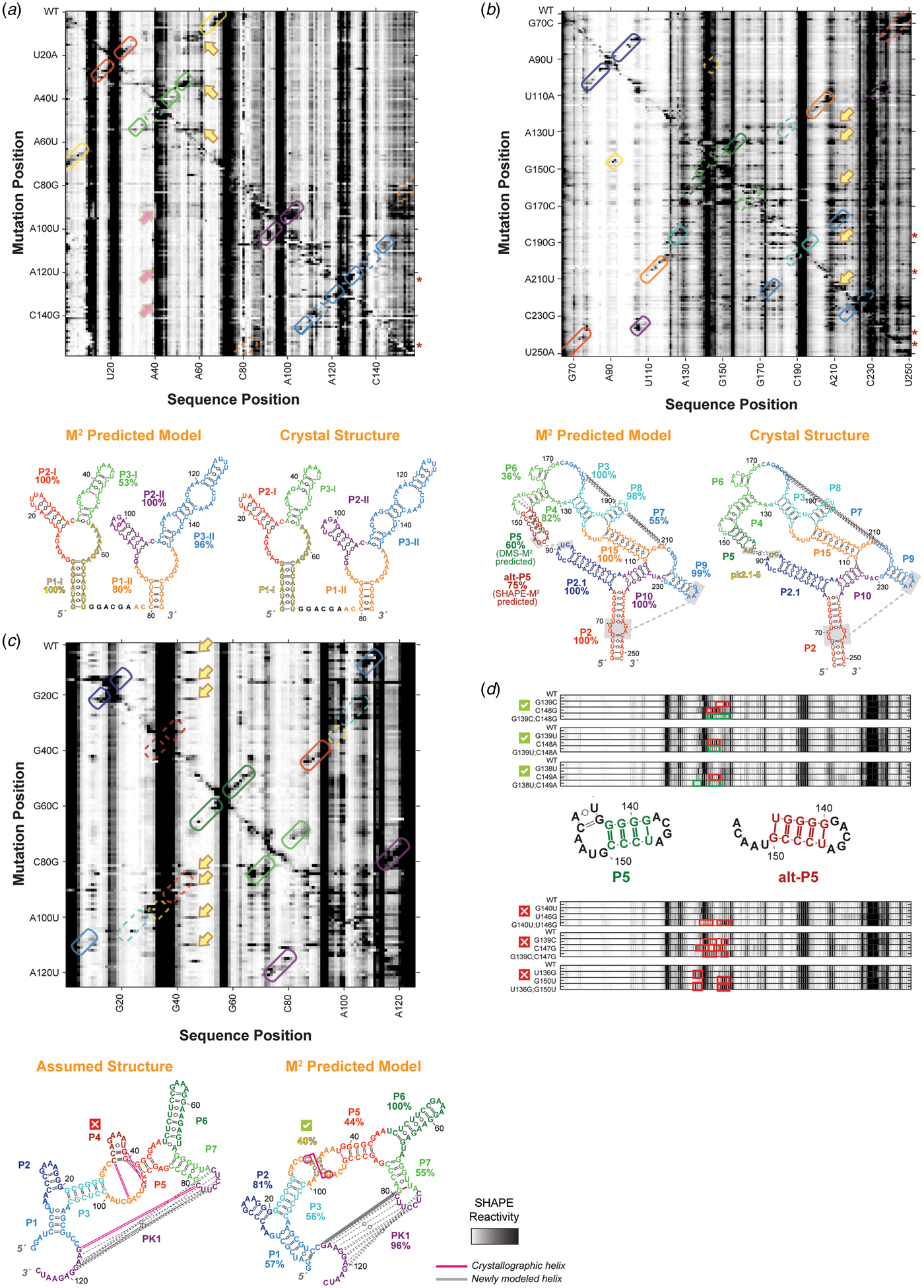 RNA structure through multidimensional chemical mapping | Quarterly ...