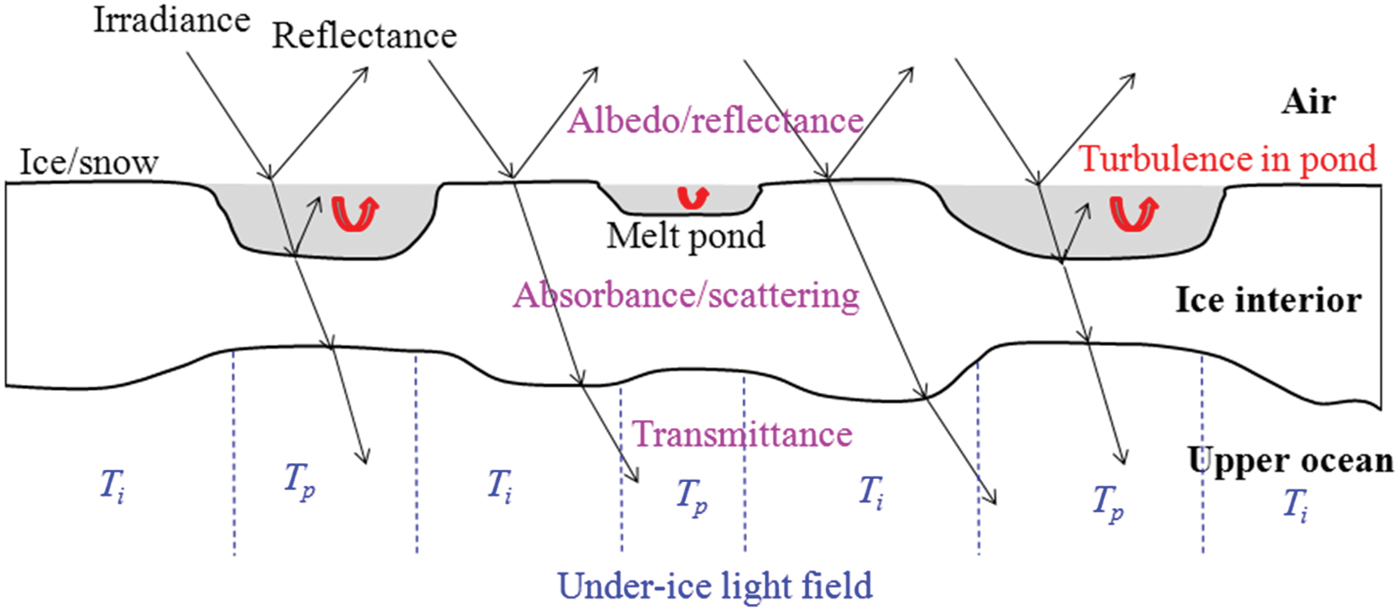 Melt pond distribution and geometry in high Arctic sea ice derived from ...