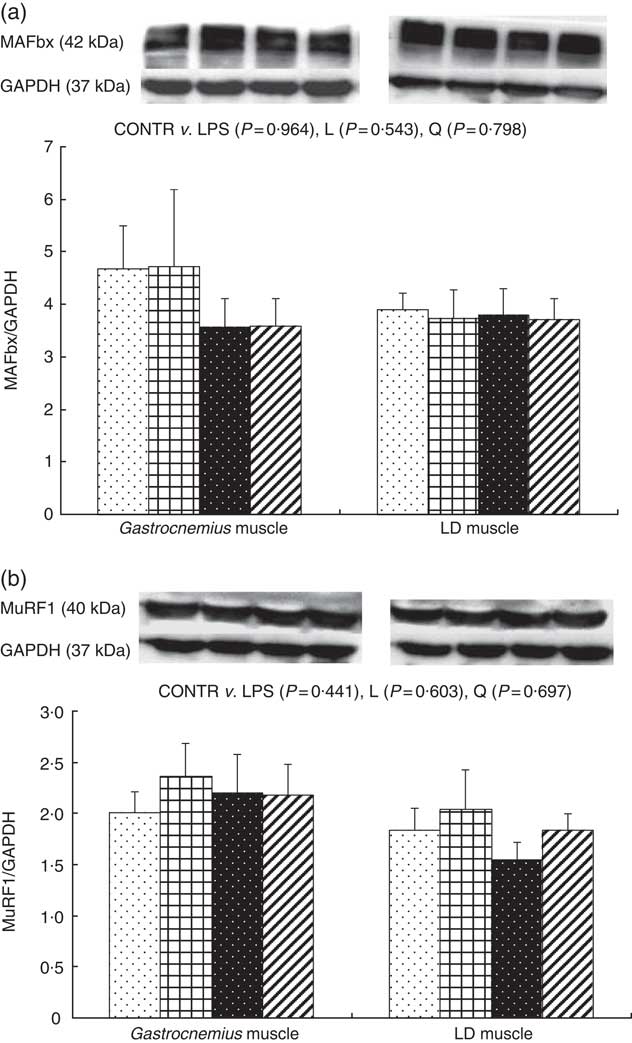 Asparagine reduces the mRNA expression of muscle atrophy markers via ...