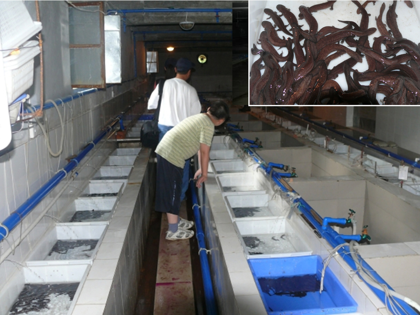 Development of the Chinese giant salamander Andrias davidianus farming ...