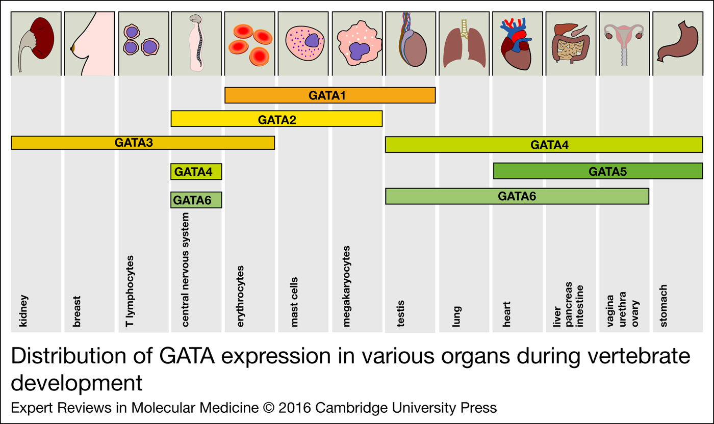 The emerging role of GATA transcription factors in development and ...