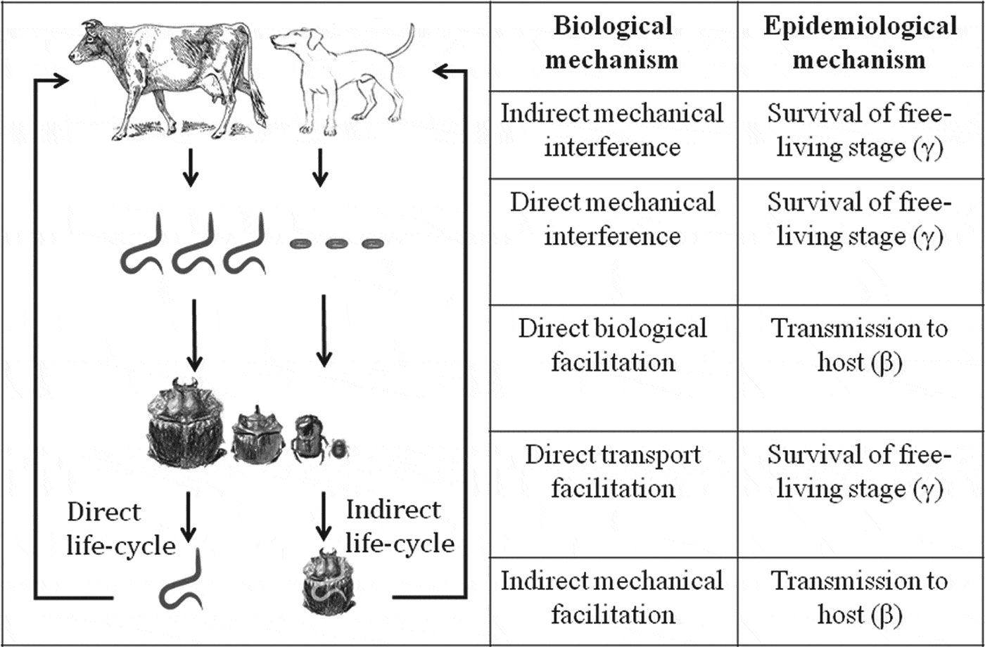 Dung beetles and fecal helminth transmission: patterns, mechanisms and ...