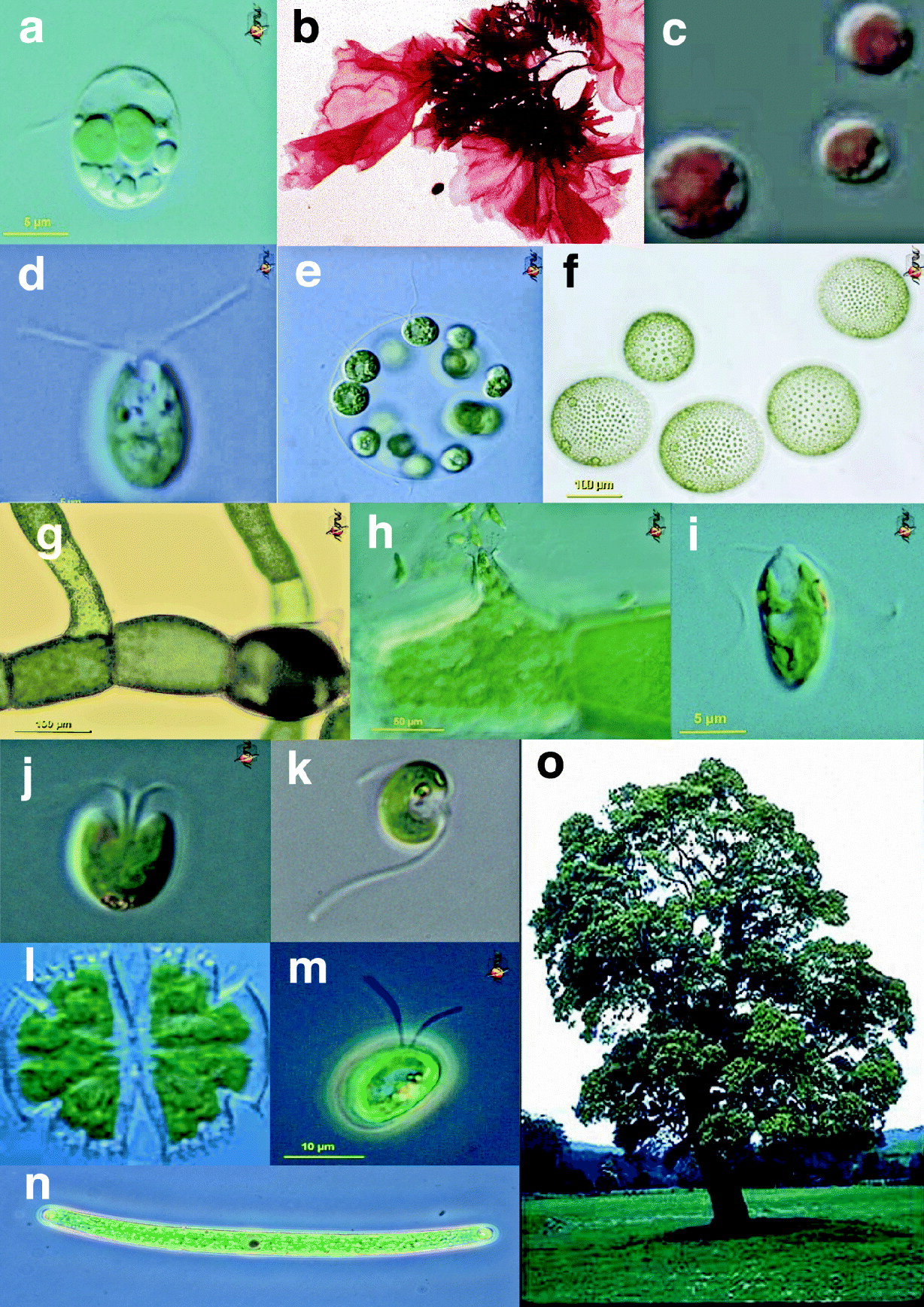 Eukaryotic systematics: a user's guide for cell biologists and ...