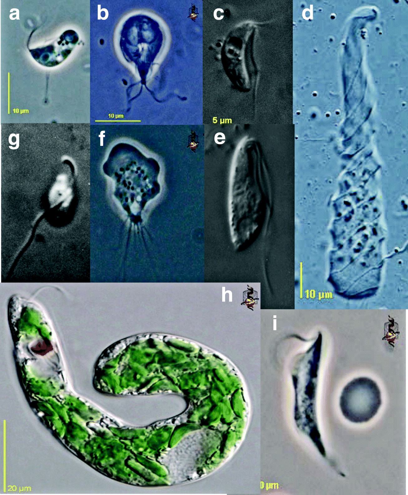 Eukaryotic systematics: a user's guide for cell biologists and ...