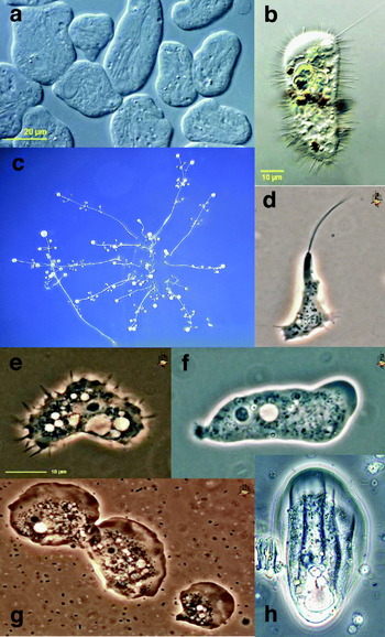 Eukaryotic systematics: a user's guide for cell biologists and ...