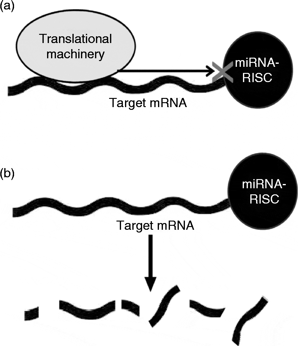The role of vitamins and minerals in modulating the expression of ...
