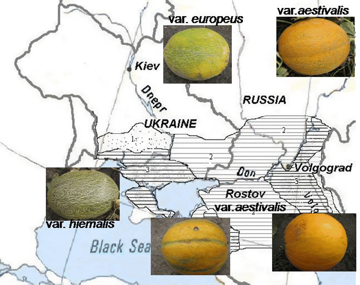 Molecular diversity in the Ukrainian melon collection as revealed by ...