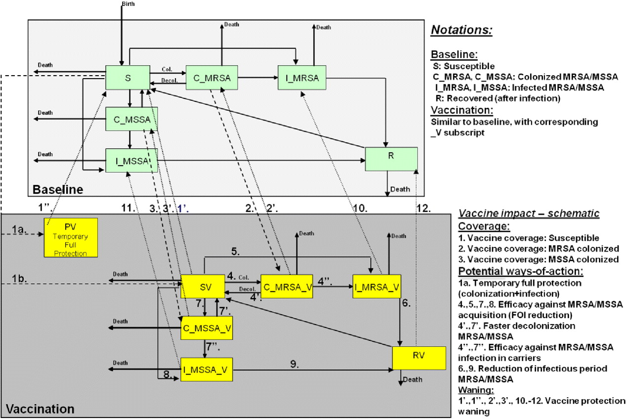 A basic dynamic transmission model of Staphylococcus aureus in the US ...