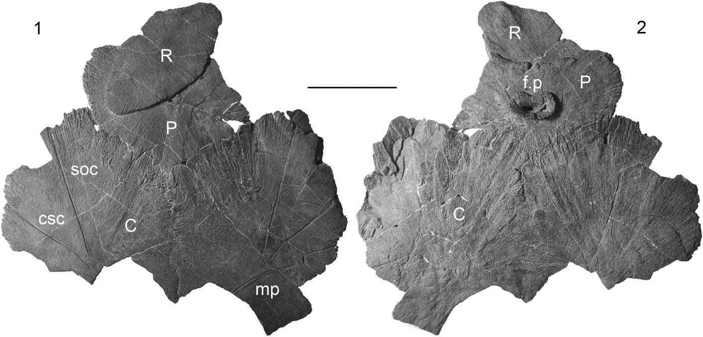 New information on Titanichthys (Placodermi, Arthrodira) from the ...