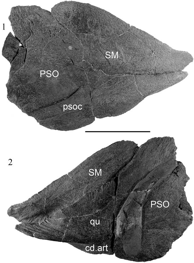 New information on Titanichthys (Placodermi, Arthrodira) from the ...