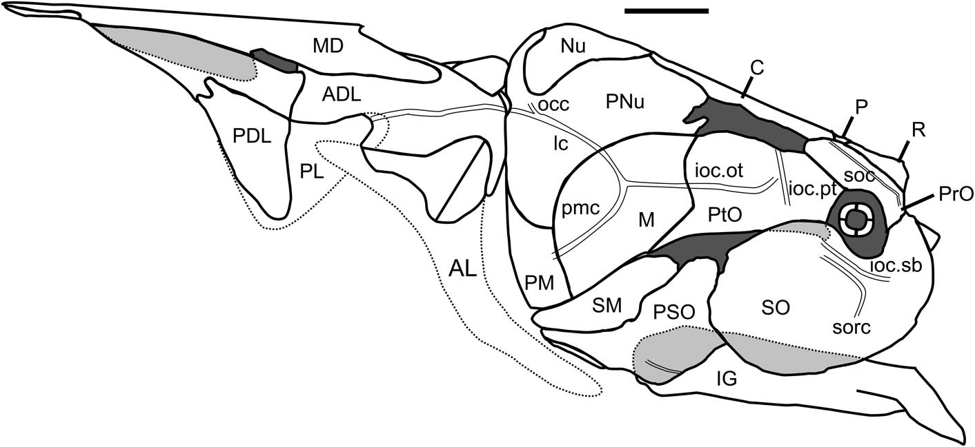 New information on Titanichthys (Placodermi, Arthrodira) from the ...