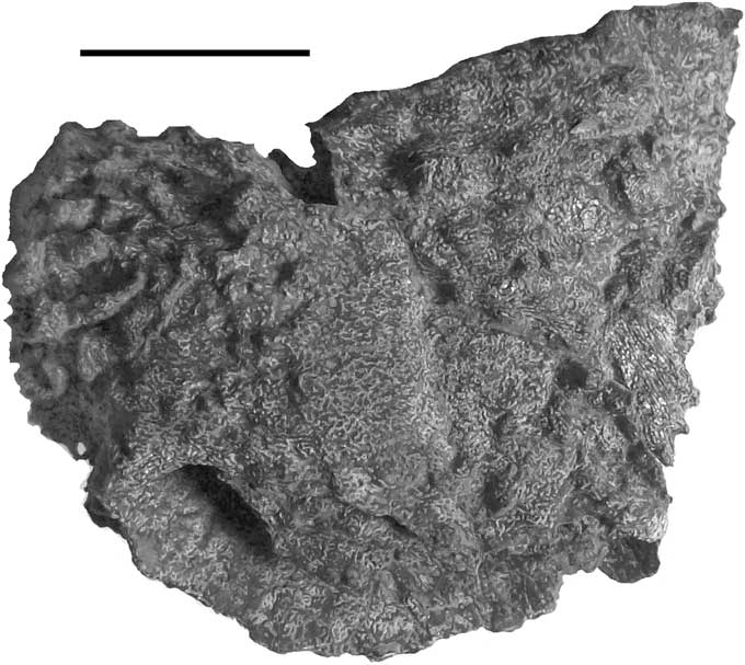 New information on Titanichthys (Placodermi, Arthrodira) from the ...