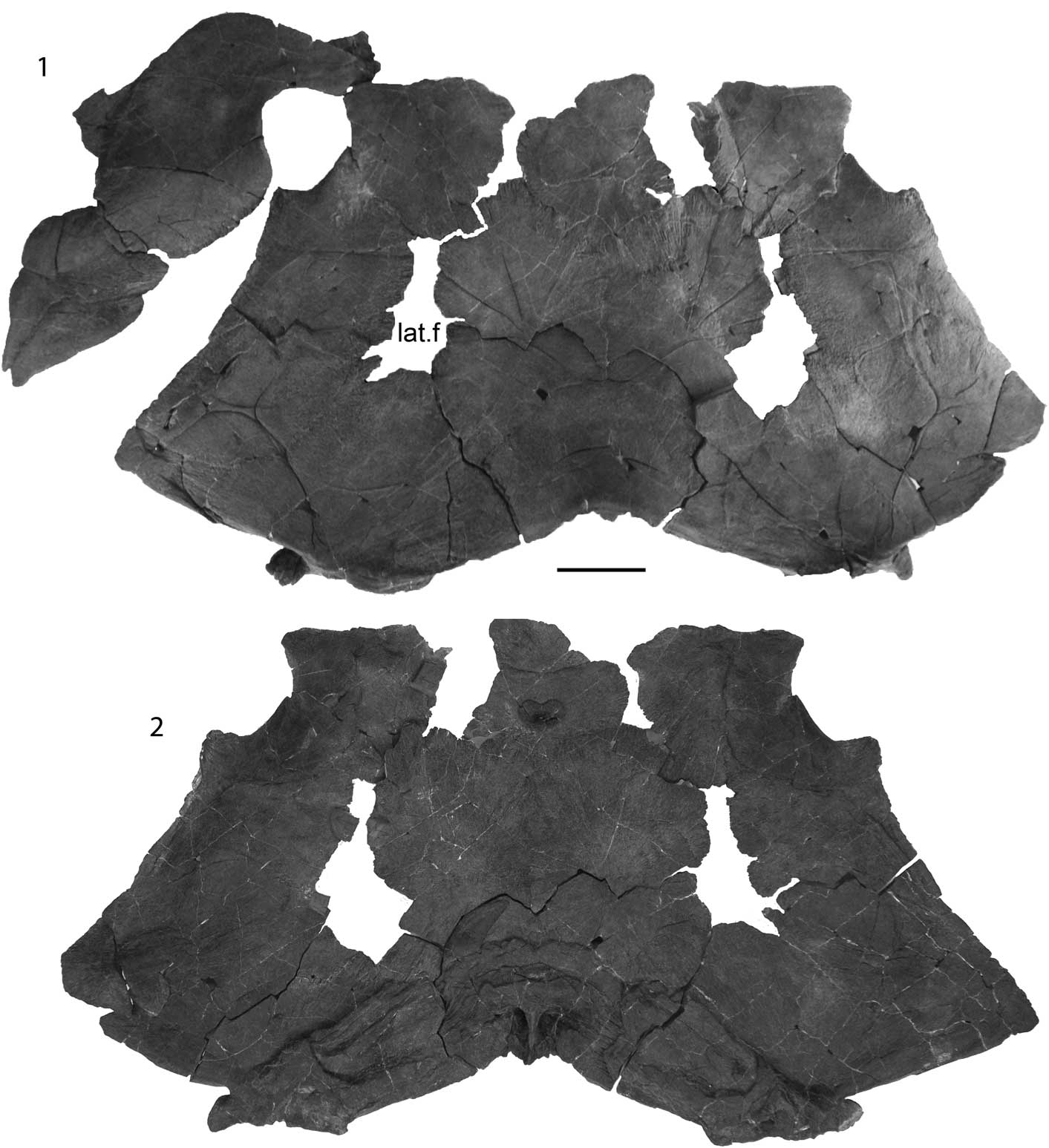 New information on Titanichthys (Placodermi, Arthrodira) from the ...