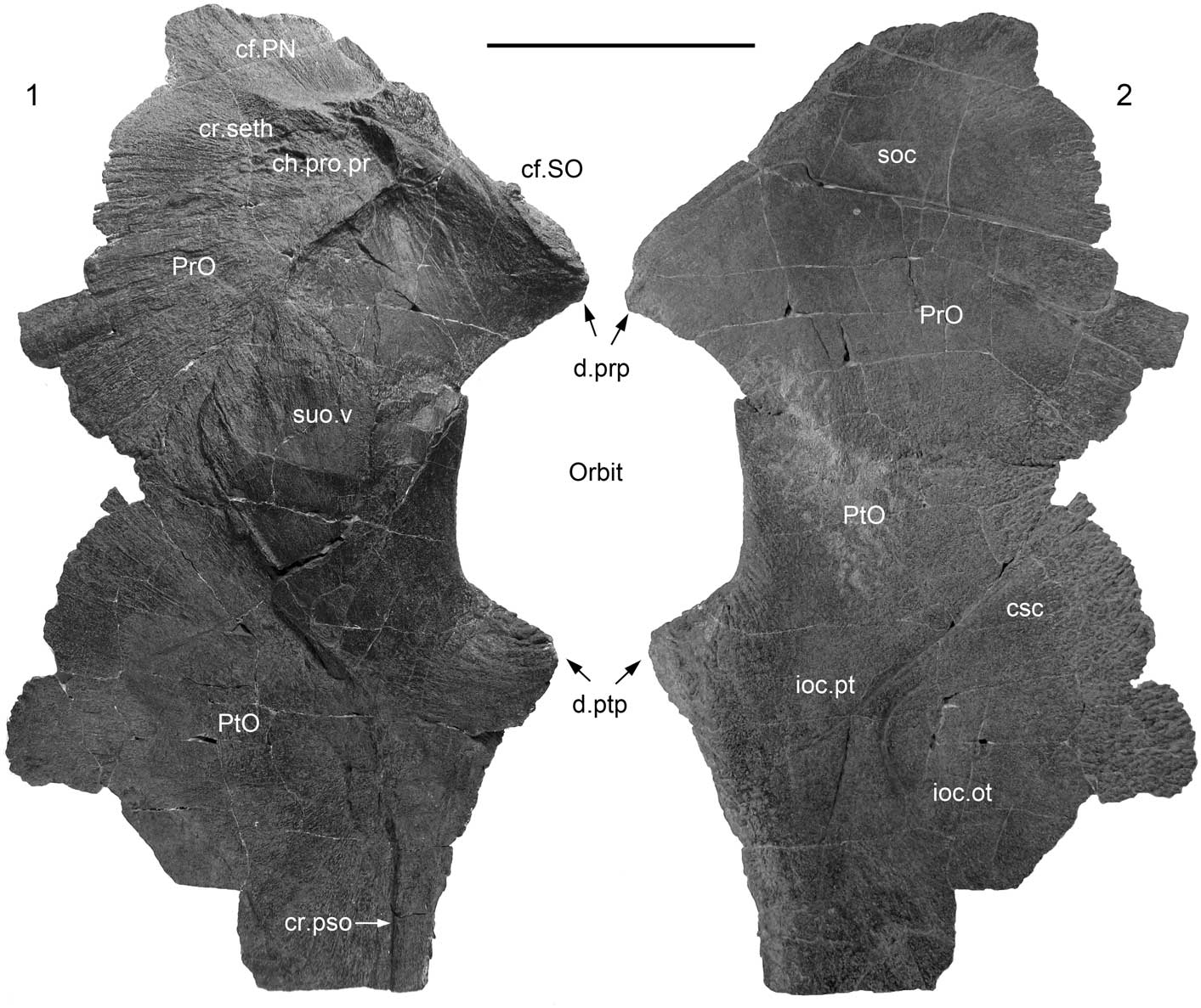 New information on Titanichthys (Placodermi, Arthrodira) from the ...
