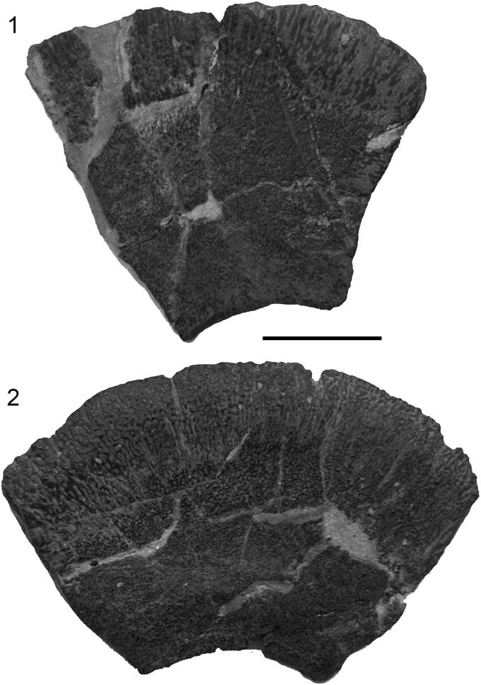 New information on Titanichthys (Placodermi, Arthrodira) from the ...