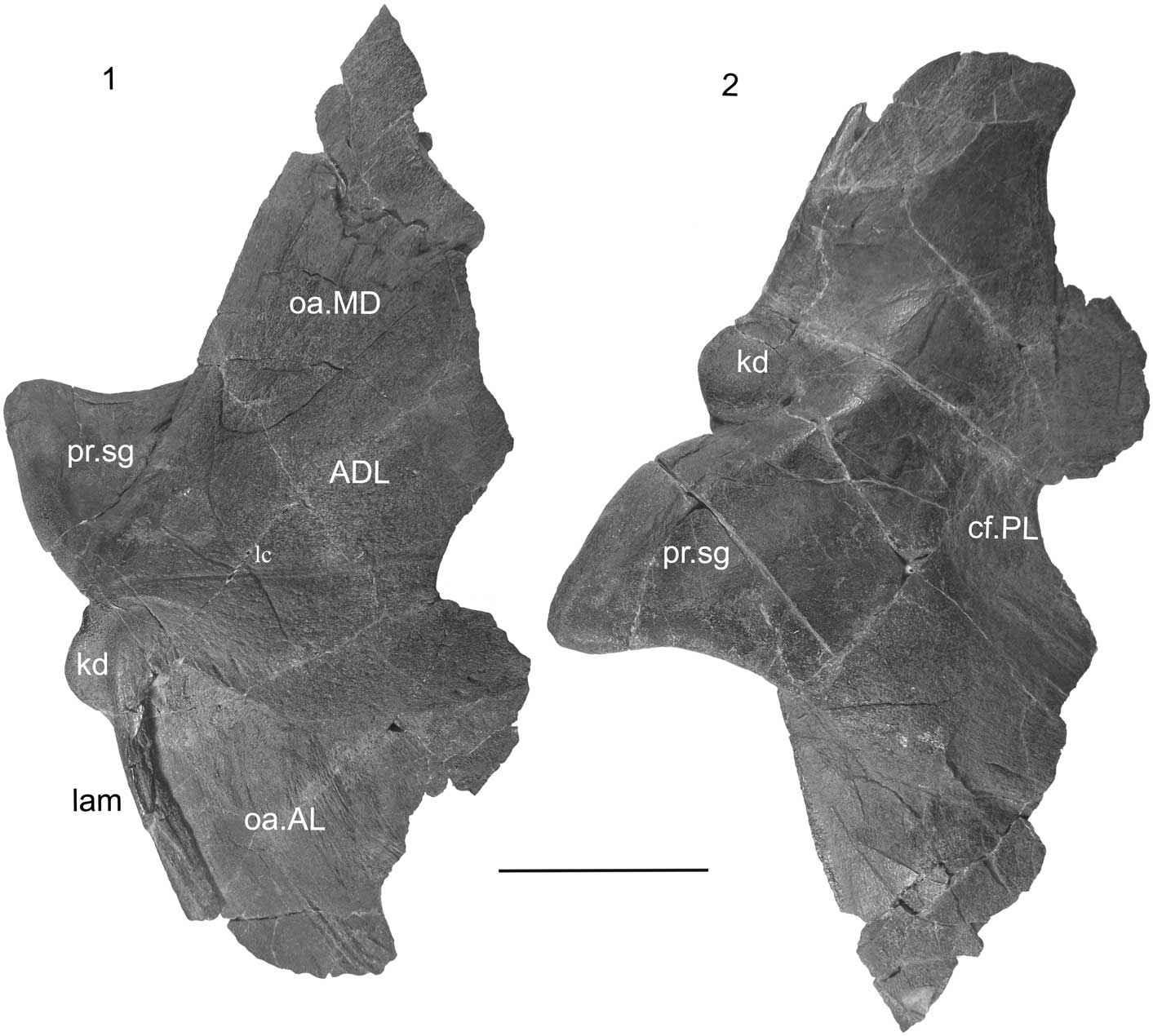 New information on Titanichthys (Placodermi, Arthrodira) from the ...