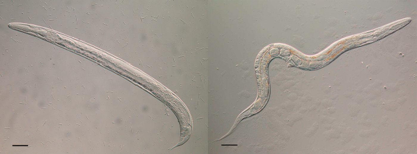 Strongyloides | Parasitology | Cambridge Core