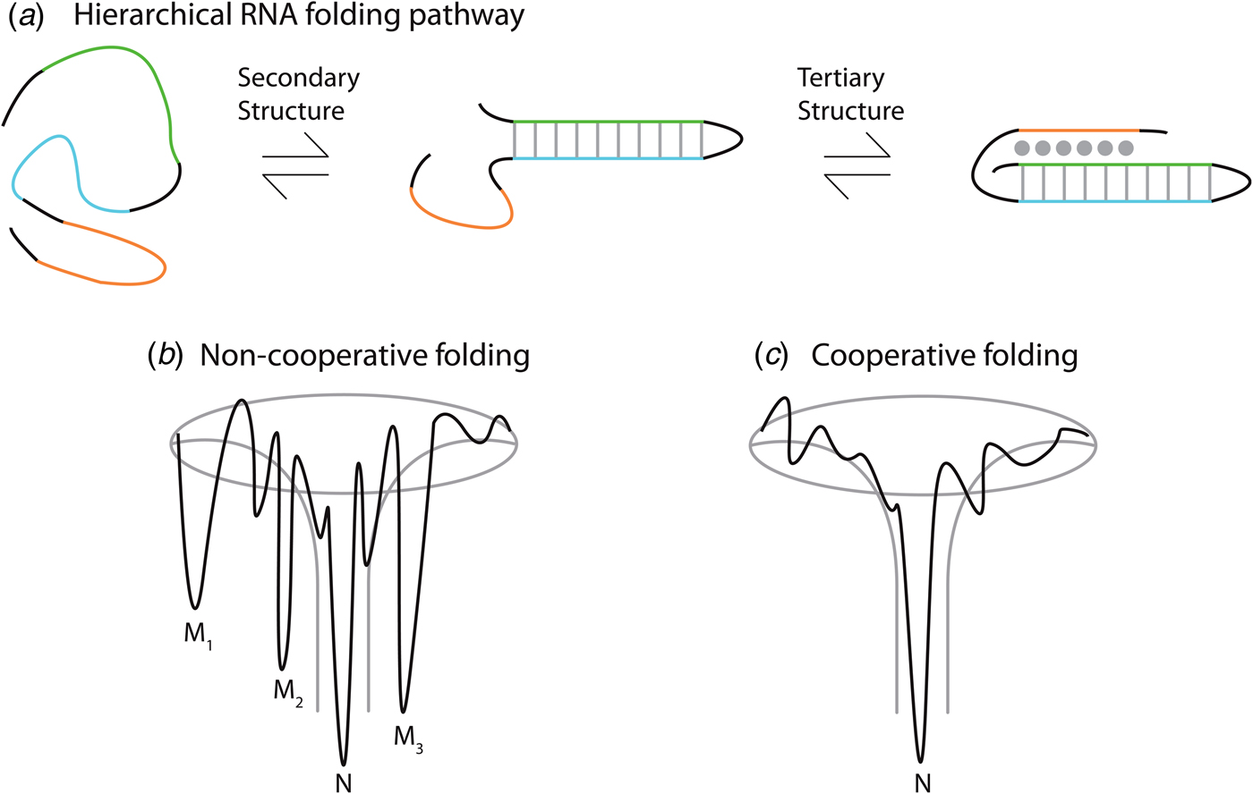 Bridging the gap between in vitro and in vivo RNA folding | Quarterly ...