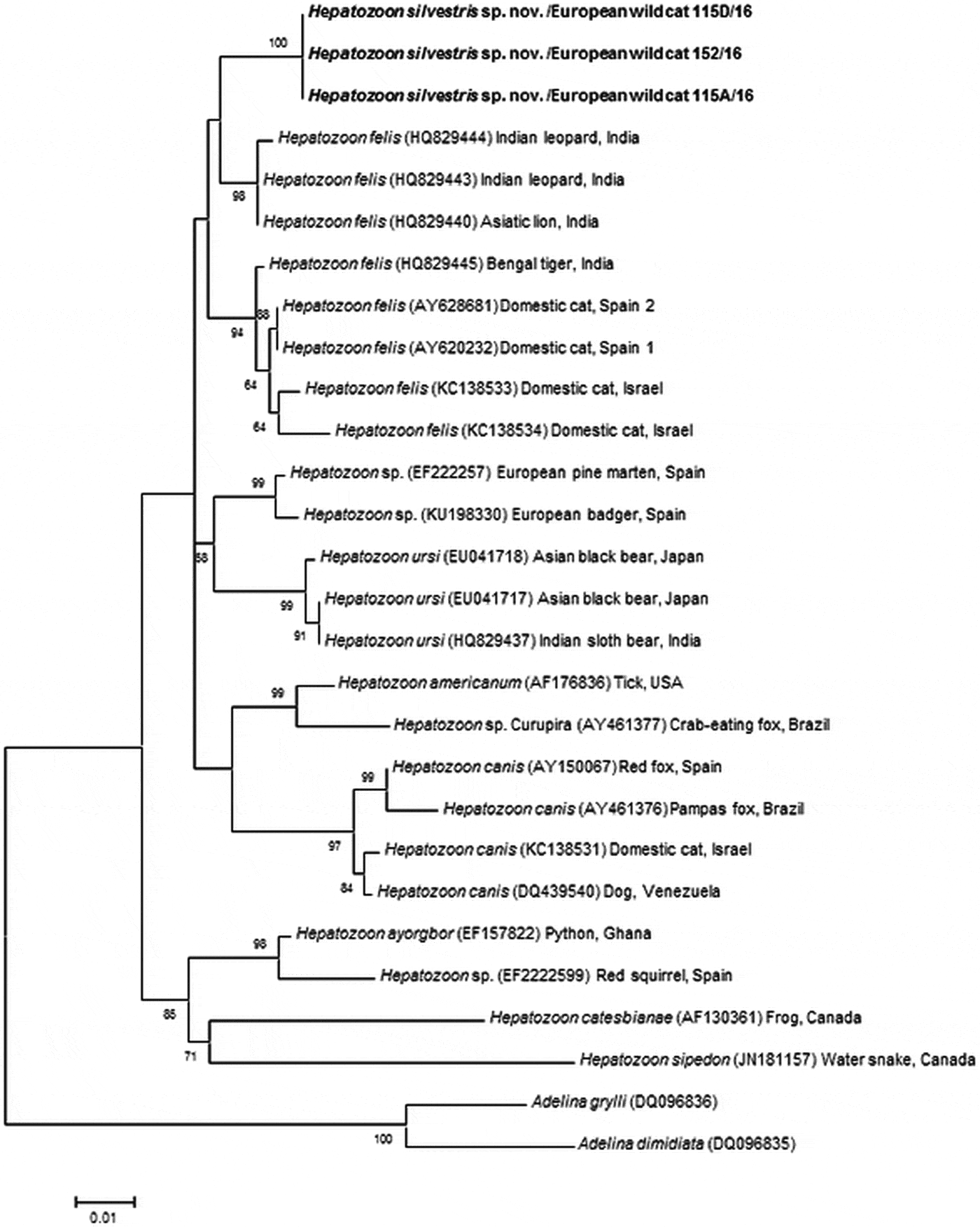 Hepatozoon silvestris sp. nov.: morphological and molecular ...