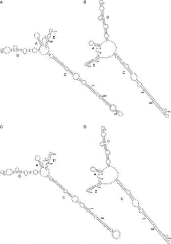 Genetic divergence of human pathogens Nanophyetus spp. (Trematoda ...