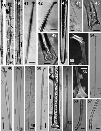 Marine planktonic dinoflagellates of the order Dinophysiales (Dinophyta ...