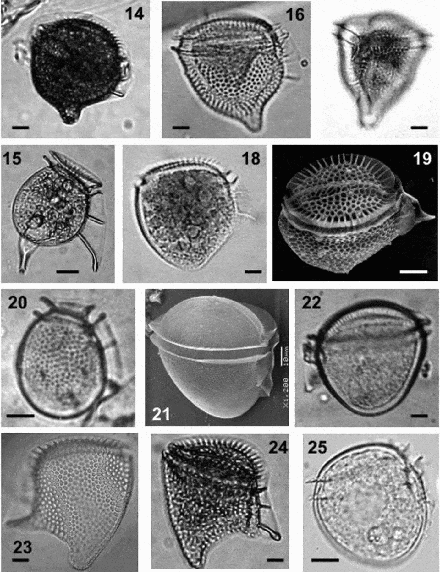 Marine planktonic dinoflagellates of the order Dinophysiales (Dinophyta ...