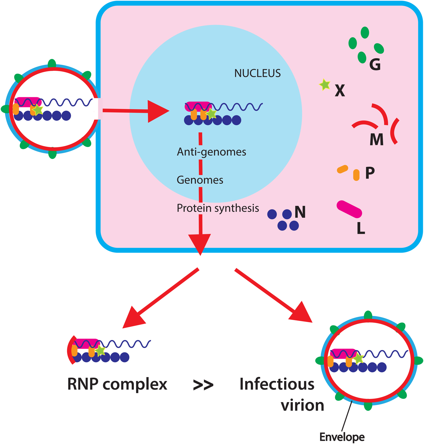 The pathogenesis of bornaviral diseases in mammals | Animal Health ...