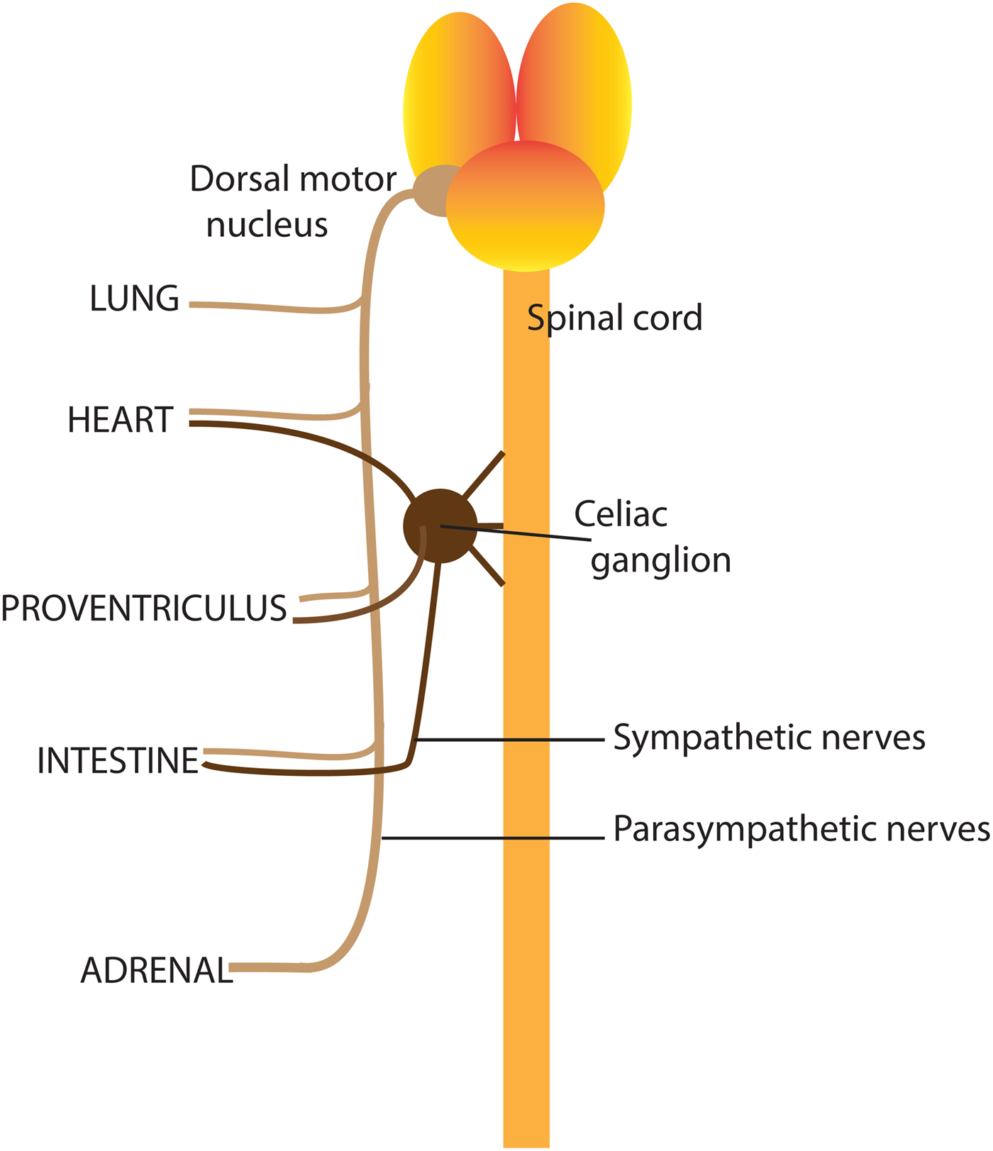 The pathogenesis of proventricular dilatation disease | Animal Health ...