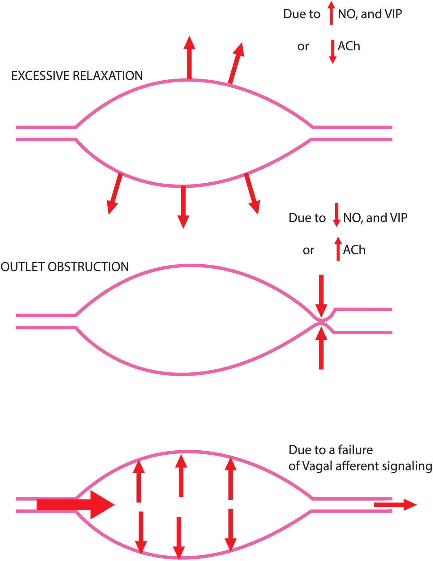 The pathogenesis of proventricular dilatation disease | Animal Health ...