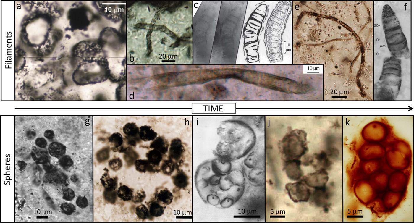 Cyanobacterial evolution during the Precambrian | International Journal ...