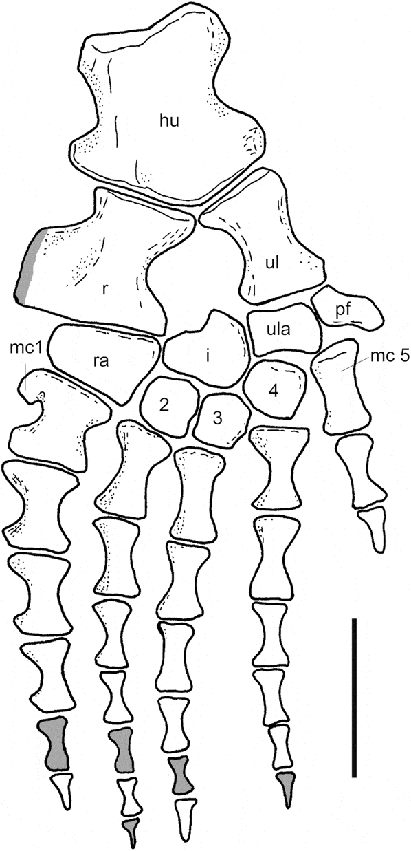 Osteology and taxonomy of Mosasaurus conodon Cope 1881 from the Late ...