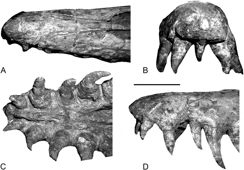 Osteology and taxonomy of Mosasaurus conodon Cope 1881 from the Late ...