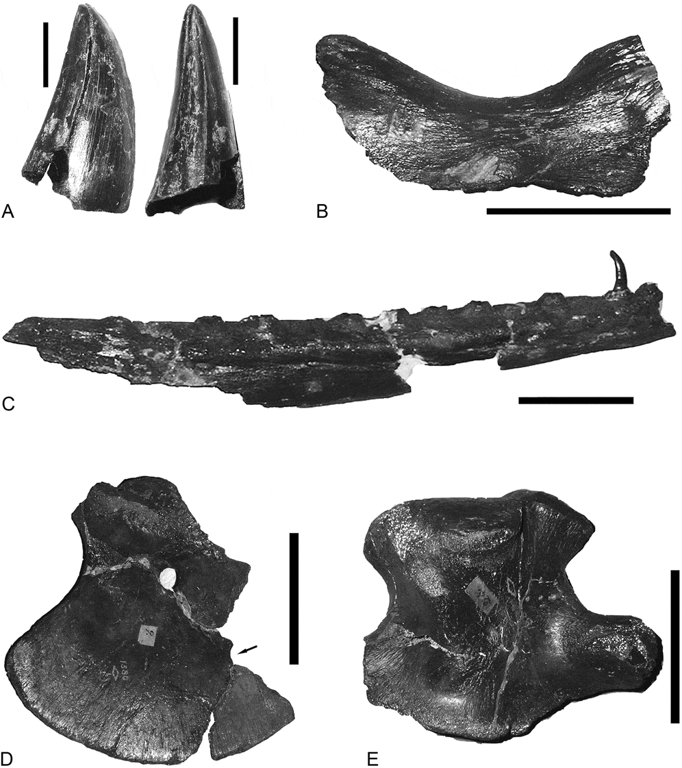 Osteology and taxonomy of Mosasaurus conodon Cope 1881 from the Late ...