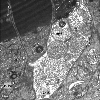 Early development of eye and retina in lanternfish larvae | Visual ...