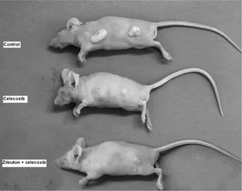 Topical chemoprevention of skin cancer in mice, using combined ...