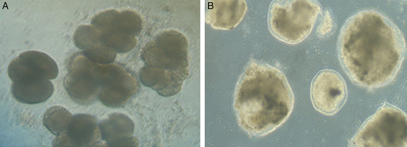 Activity of two extracts of Cynanchum paniculatum against ...