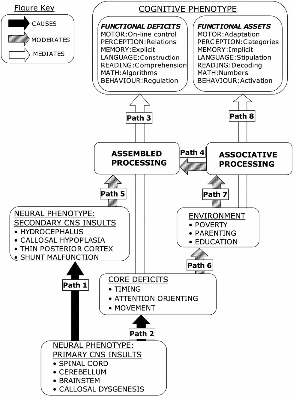 A model of neurocognitive function in spina bifida over the life span ...