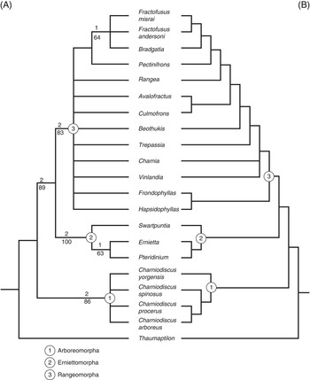 Relating Ediacaran Fronds | Paleobiology | Cambridge Core