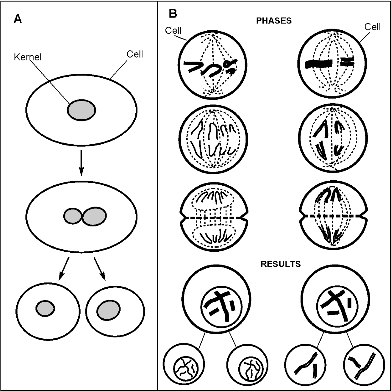 Three stages of the origin of life process: bifurcation, stabilization ...