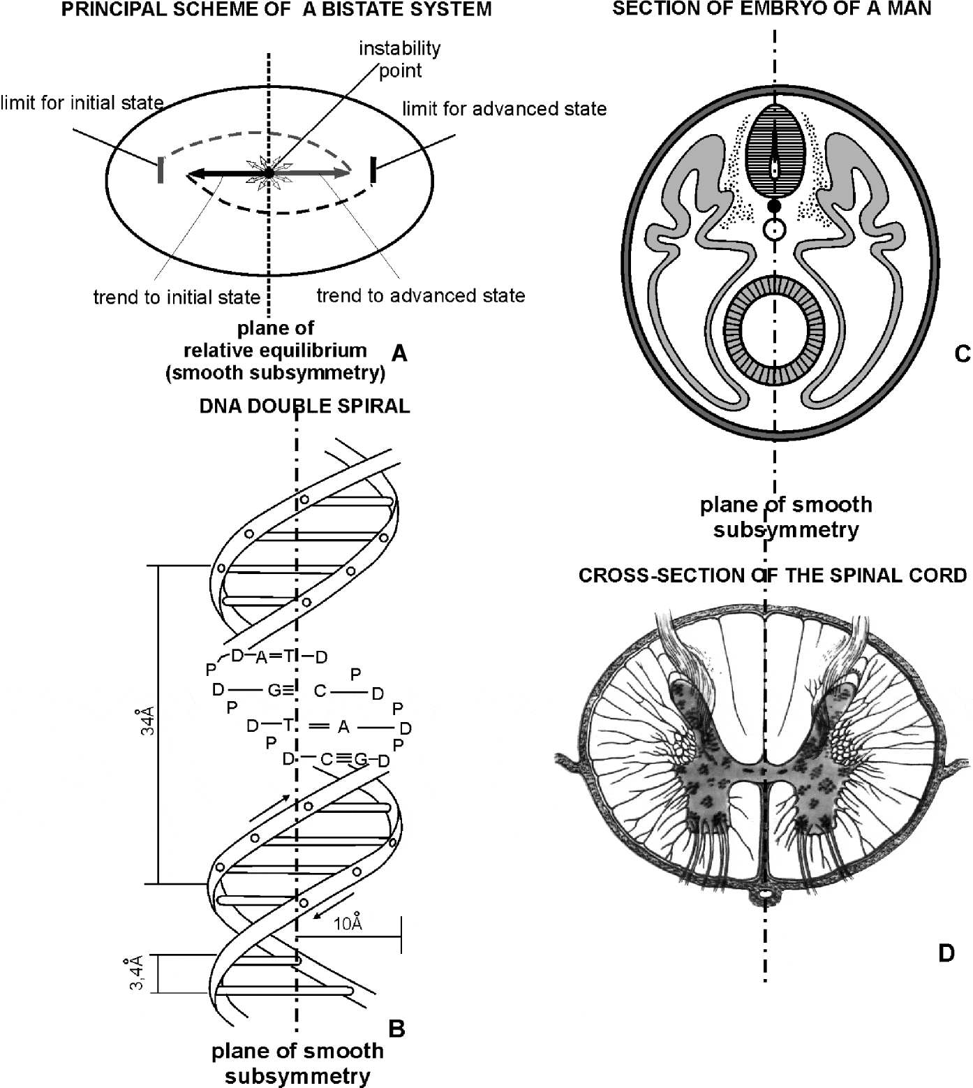 Three stages of the origin of life process: bifurcation, stabilization ...