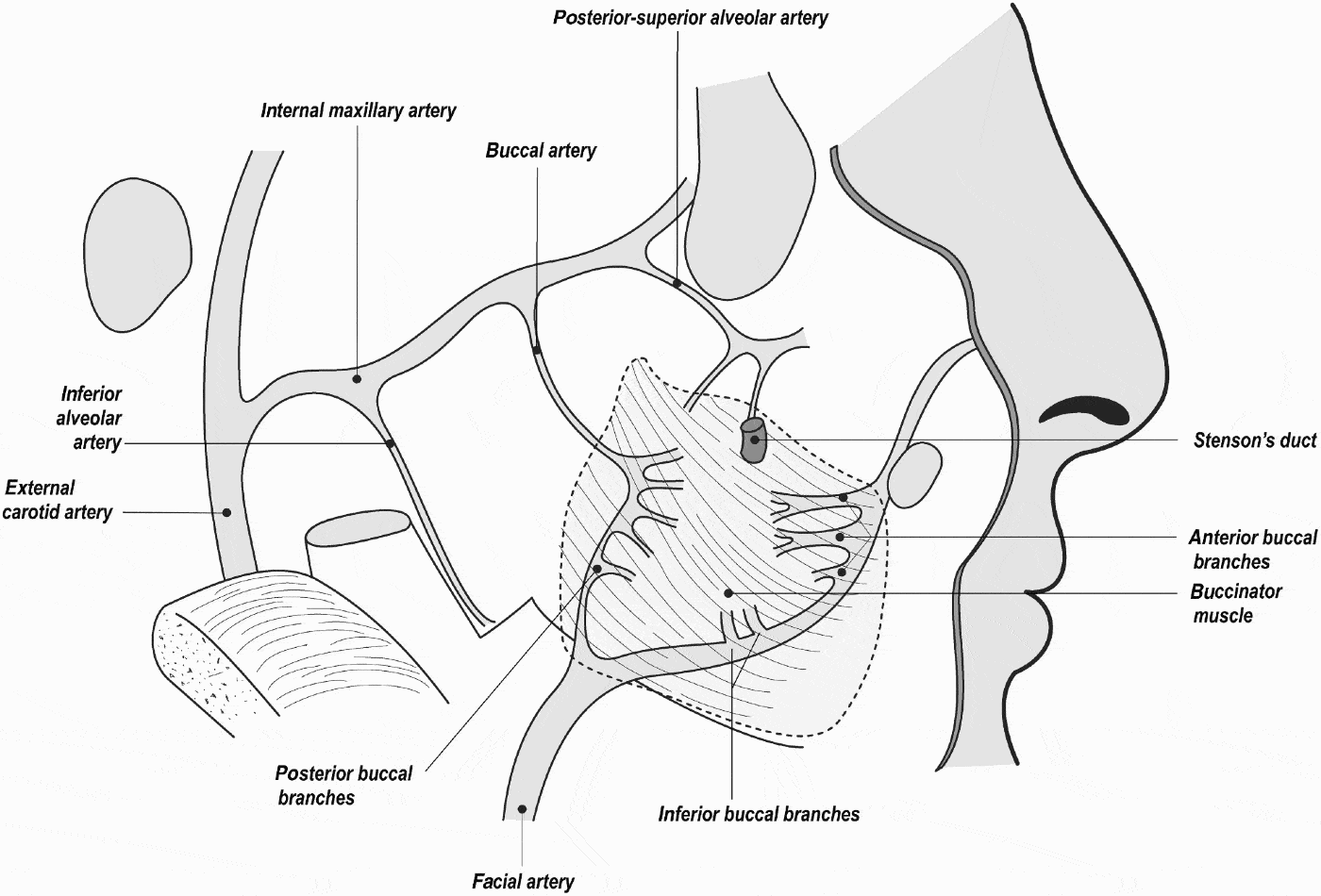 Buccinator myomucosal flap: clinical results and review of anatomy ...